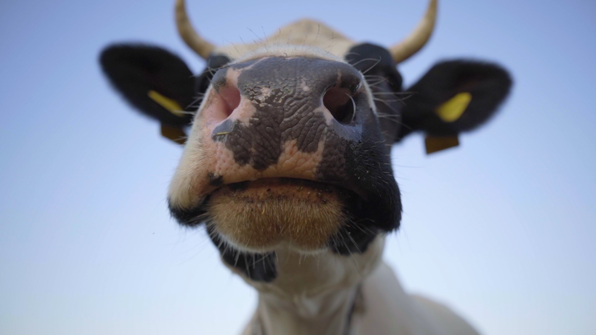 Dairy farms - MCS Diagnostics